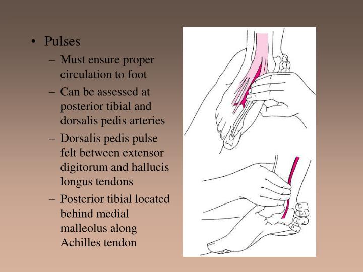 PPT - Chapter 18: The Foot PowerPoint Presentation - ID:312740