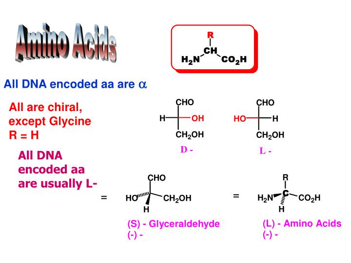 PPT - Amino Acids, Peptides and Proteins PowerPoint Presentation - ID ...