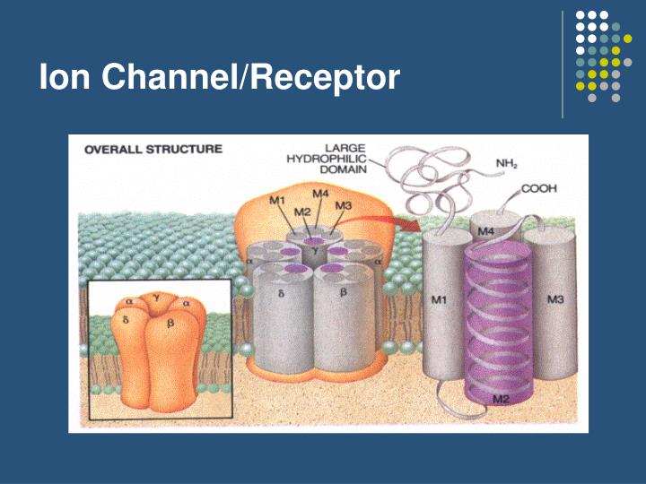 PPT - Brain Chemistry PowerPoint Presentation - ID:313341