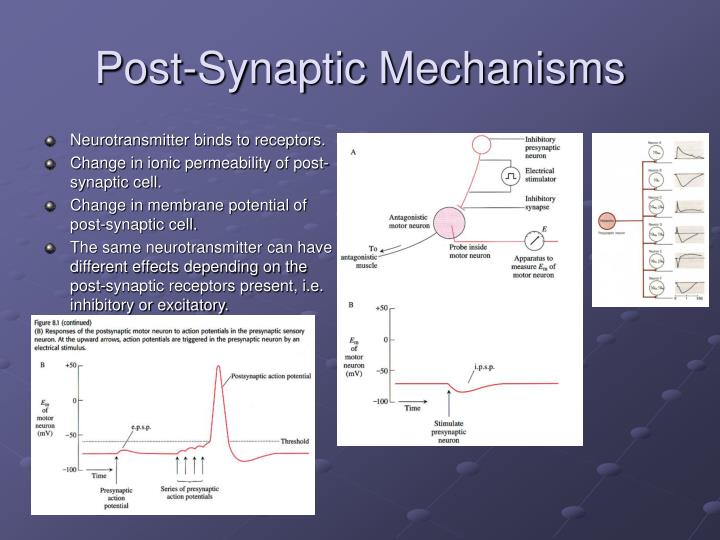 PPT - How Real Neurons Work. PowerPoint Presentation - ID:313415