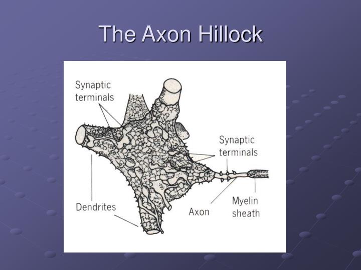 PPT - How Real Neurons Work. PowerPoint Presentation - ID:313415