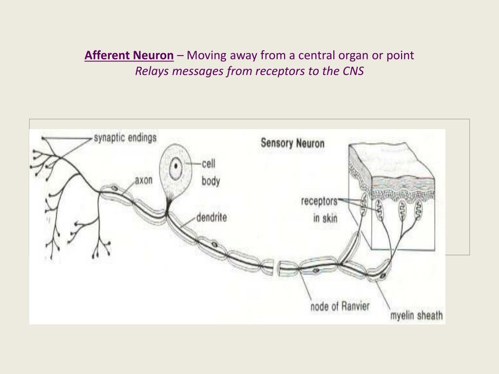 A neuron carrying messages away from the brain or spinal cord - bdaline A neuron carrying messages away from the brain or spinal cord - bdaline