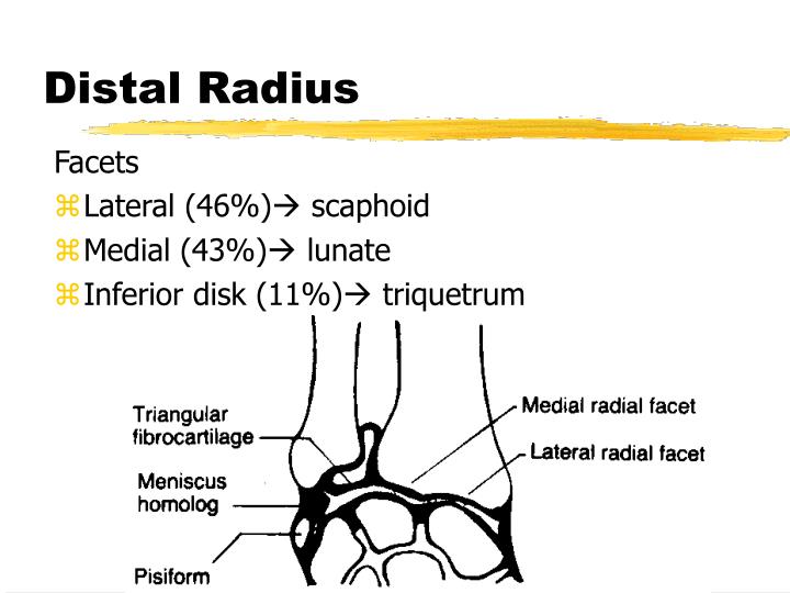 PPT - Wrist and Hand PowerPoint Presentation - ID:313713
