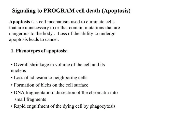 PPT - Signaling to PROGRAM cell death (Apoptosis) PowerPoint Presentation - ID:313905