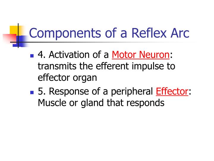 PPT - What are the major components of a spinal nerve? PowerPoint ...