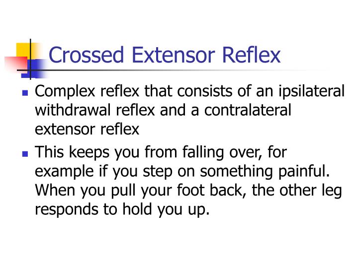 PPT - What are the major components of a spinal nerve? PowerPoint ...