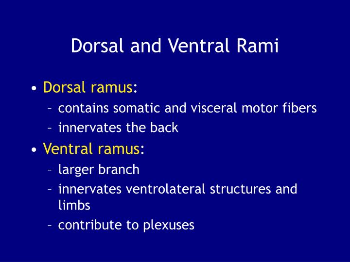 PPT - What are the major components of a spinal nerve? PowerPoint ...