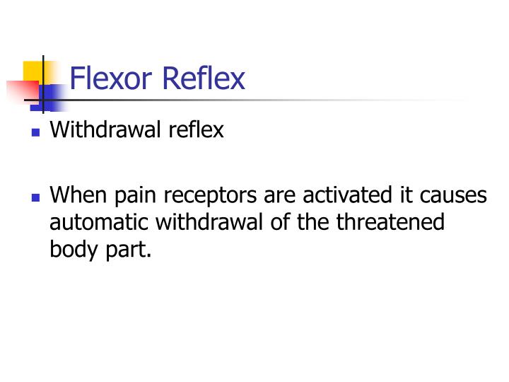 PPT - What are the major components of a spinal nerve? PowerPoint ...