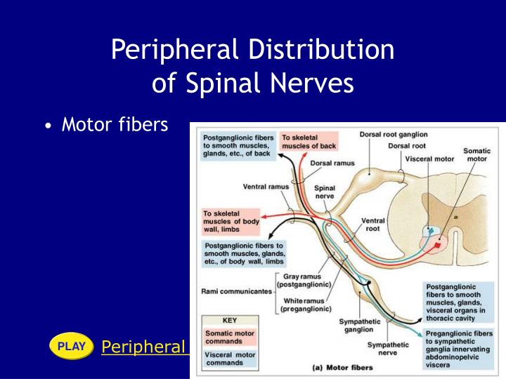 PPT - What are the major components of a spinal nerve? PowerPoint ...