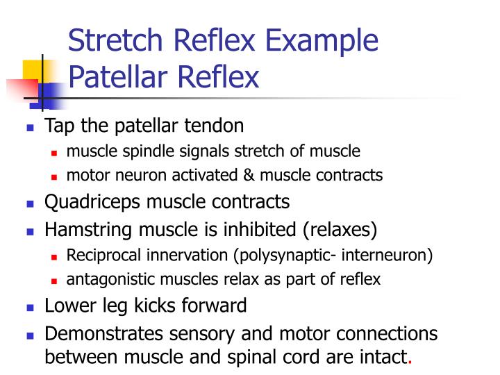 PPT - What are the major components of a spinal nerve? PowerPoint ...