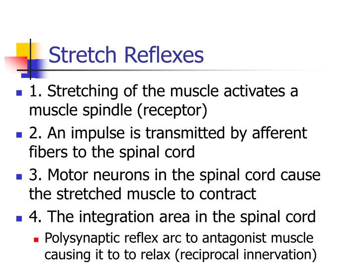 PPT - What are the major components of a spinal nerve? PowerPoint ...