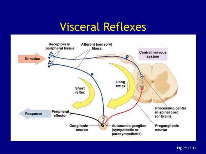 PPT - What are the major components of a spinal nerve? PowerPoint ...