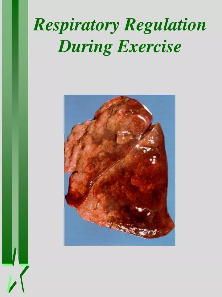 PPT - Respiratory Regulation During Exercise PowerPoint Presentation ...