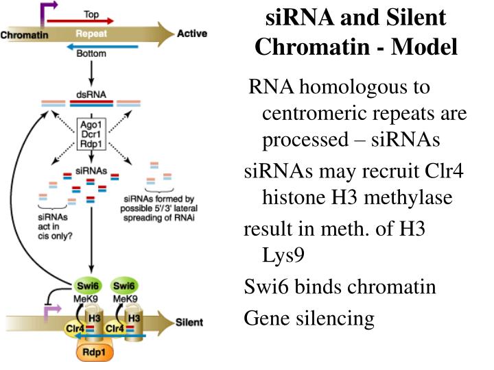 PPT - RNA Interference PowerPoint Presentation - ID:314632