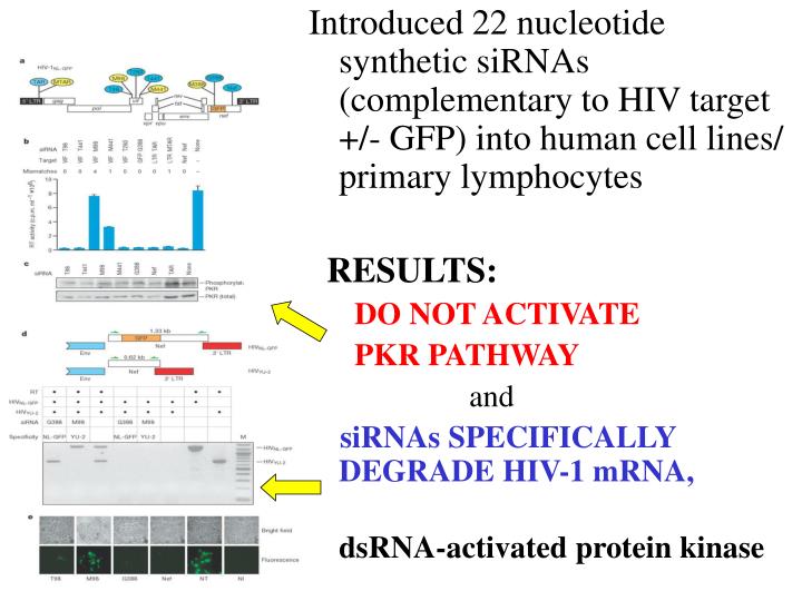 PPT - RNA Interference PowerPoint Presentation - ID:314632