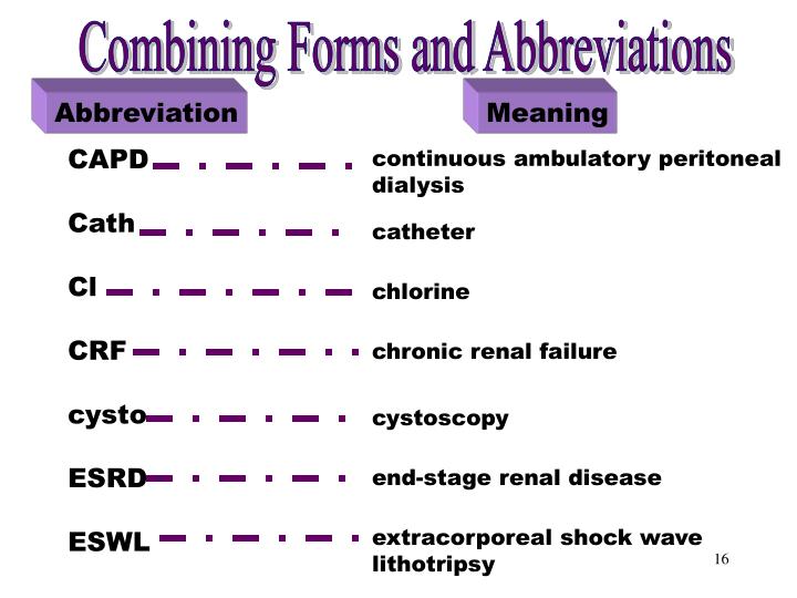 PPT - Urinary System PowerPoint Presentation - ID:314737