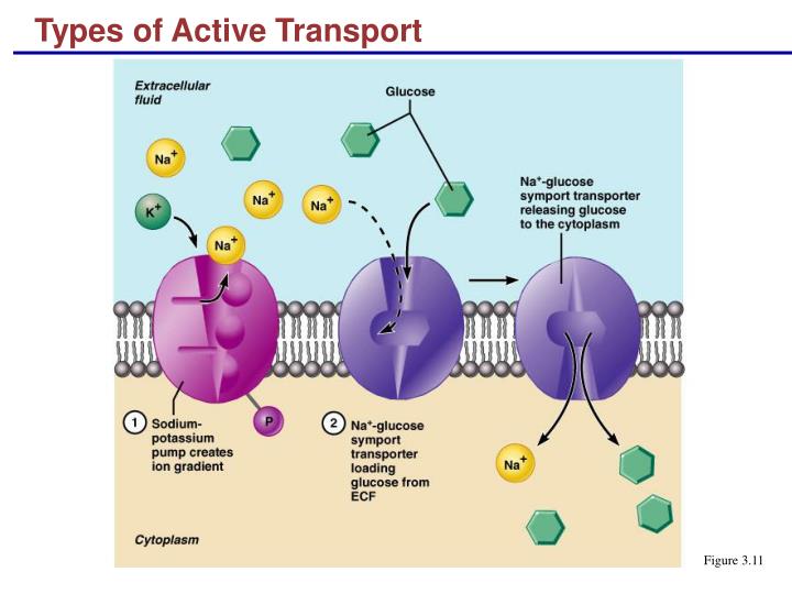 PPT - Fluid Mosaic Model PowerPoint Presentation - ID:315477