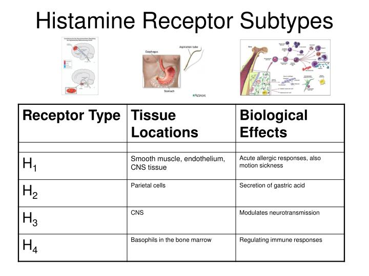 PPT - The action of drugs to treat mental illness PowerPoint ...