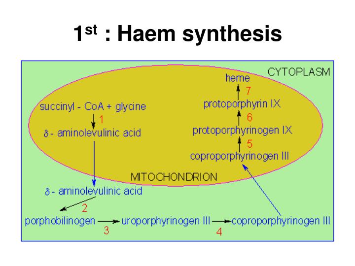 PPT - Hemoglobin synthesis, structure & function PowerPoint ...
