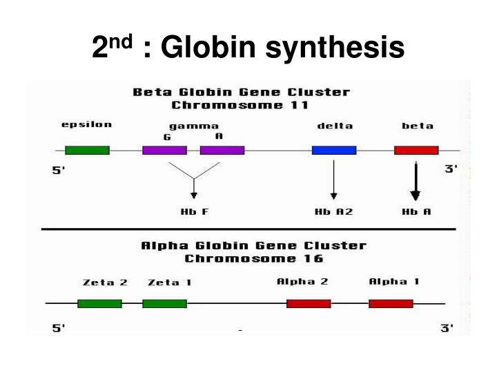 PPT - Hemoglobin synthesis, structure & function PowerPoint ...