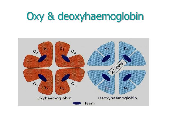 PPT - Hemoglobin synthesis, structure & function PowerPoint ...