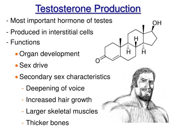 PPT - Chapter 16 The Reproductive System Intro & Male PowerPoint ...