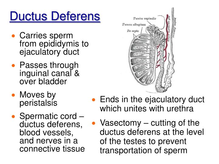 PPT - Chapter 16 The Reproductive System Intro & Male PowerPoint ...