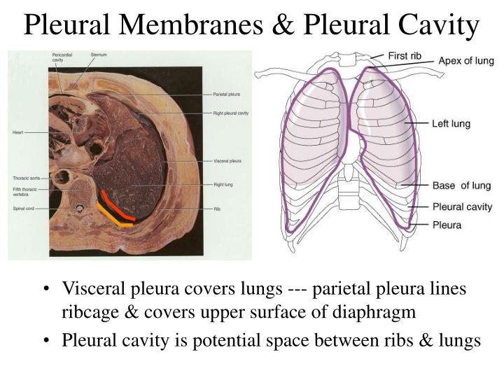 PPT - Chapter 23 The Respiratory System PowerPoint Presentation - ID:315992