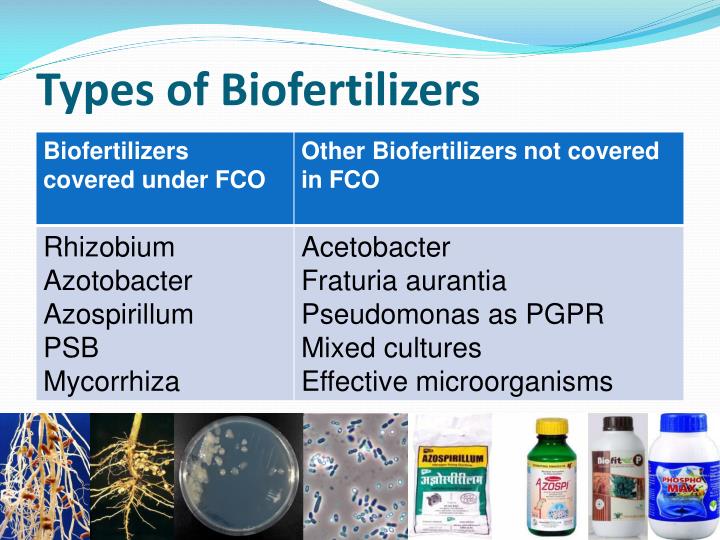 PPT - Biofertilizers An input less exploited PowerPoint Presentation ...