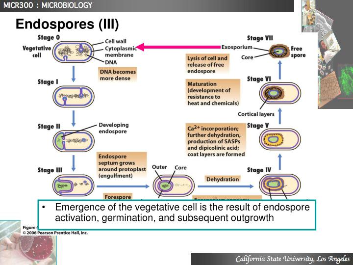 PPT - Lecture 3 Structure and Function of Prokaryotes PowerPoint ...