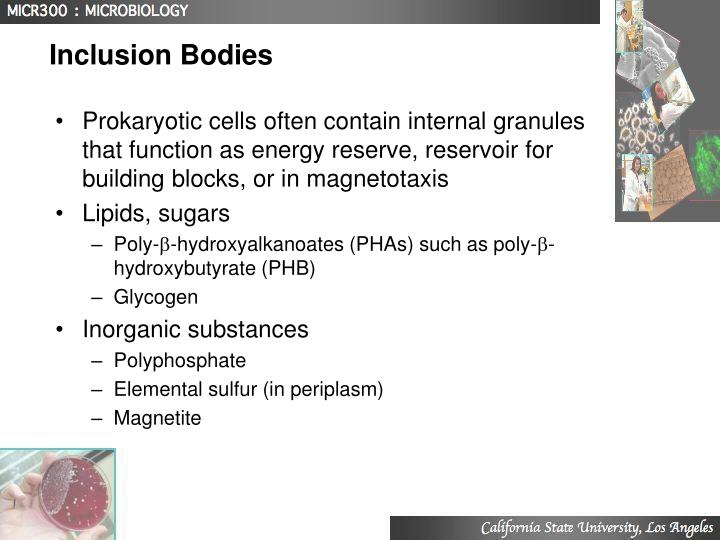 PPT - Lecture 3 Structure and Function of Prokaryotes PowerPoint ...