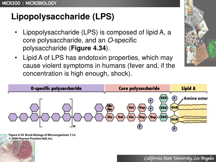 PPT - Lecture 3 Structure and Function of Prokaryotes PowerPoint ...