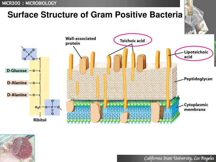 PPT - Lecture 3 Structure and Function of Prokaryotes PowerPoint ...