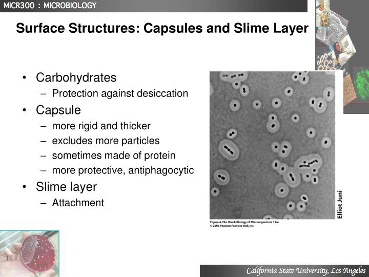 PPT - Lecture 3 Structure and Function of Prokaryotes PowerPoint ...