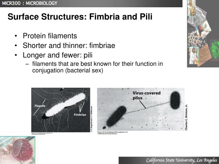 PPT - Lecture 3 Structure and Function of Prokaryotes PowerPoint ...