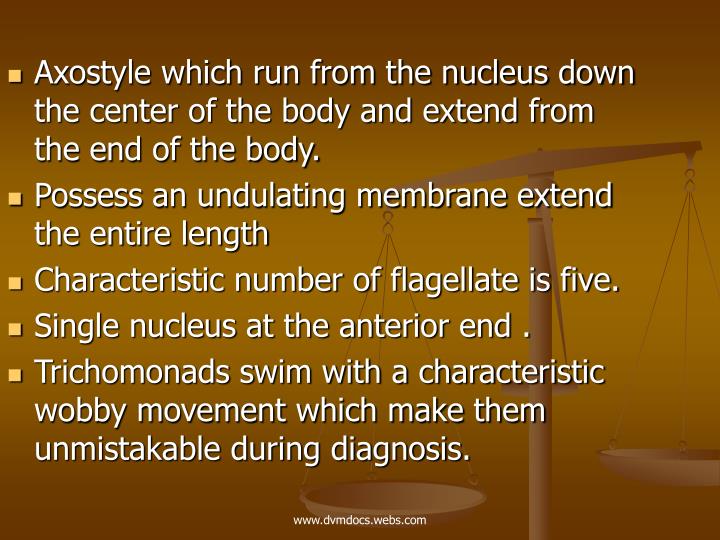 PPT - Genus Trichomonas PowerPoint Presentation - ID:318371