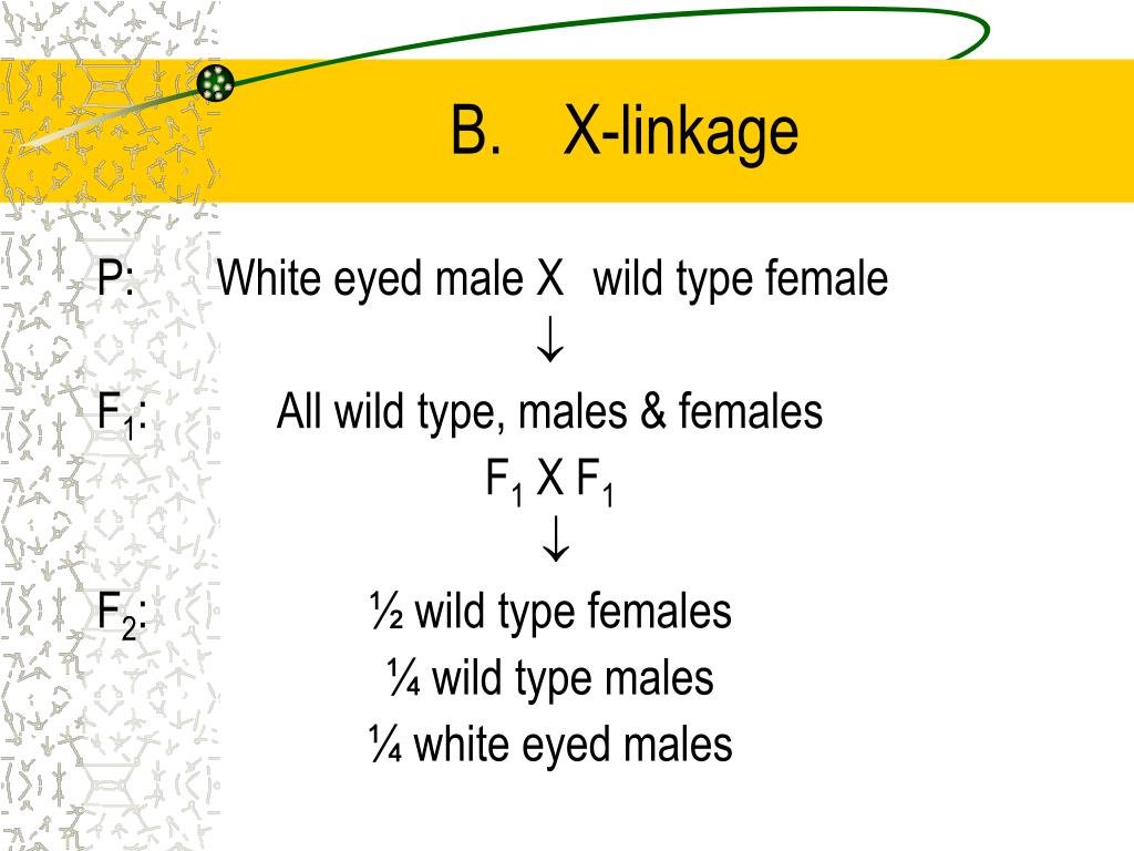 Ppt Inheritance Patterns Related To Gender Determination Powerpoint