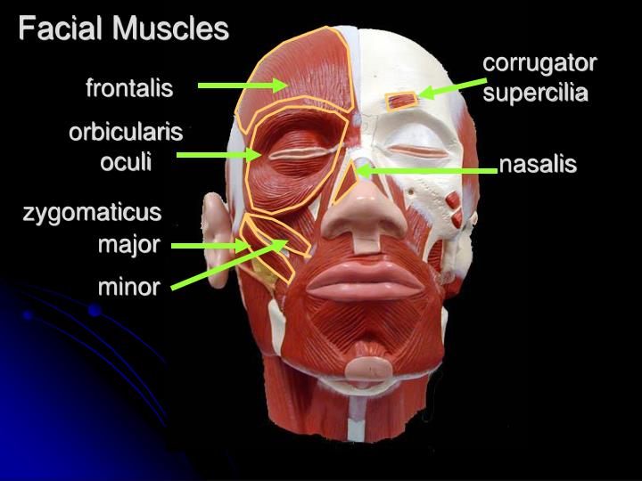 PPT - Head and Neck Muscles PowerPoint Presentation - ID:318467