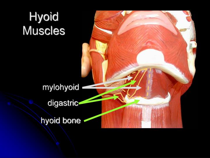 PPT - Head and Neck Muscles PowerPoint Presentation - ID:318467