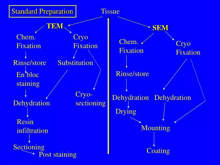 PPT - TEM PowerPoint Presentation, free download - ID:318501
