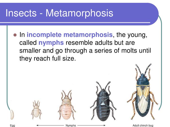 PPT - Hexapods PowerPoint Presentation - ID:318511