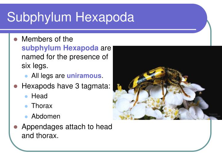 PPT - Hexapods PowerPoint Presentation - ID:318511