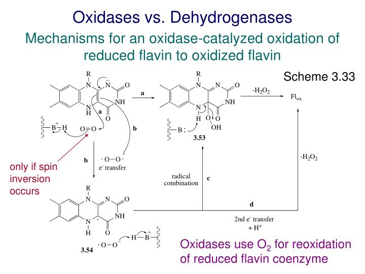 PPT - The Organic Chemistry of Enzyme-Catalyzed Reactions Chapter 3 ...
