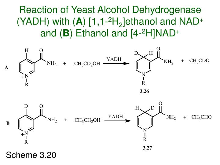 PPT - The Organic Chemistry of Enzyme-Catalyzed Reactions Chapter 3 ...