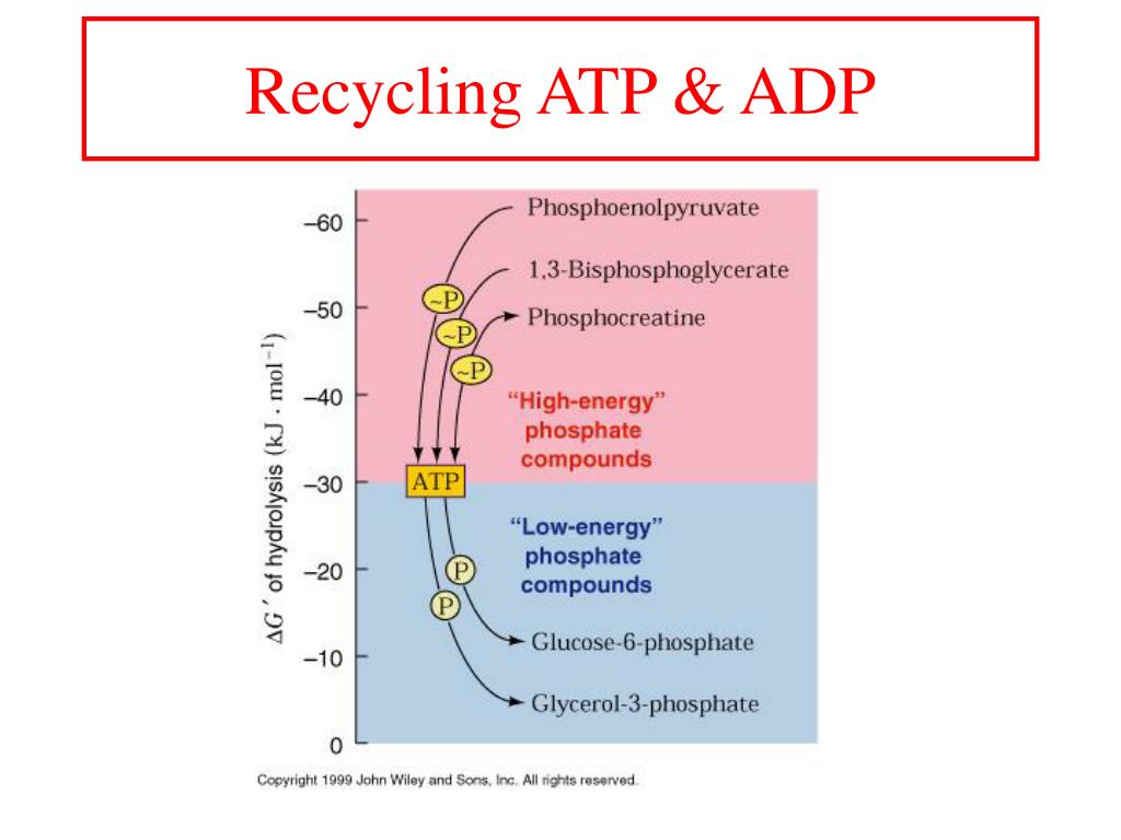 PPT - Metabolism II and Glycolysis 5/7/03 PowerPoint Presentation, free ...