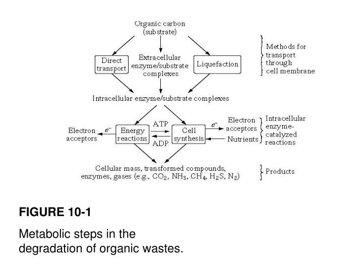 PPT - FIGURE 10-1 Metabolic steps in the degradation of organic wastes ...