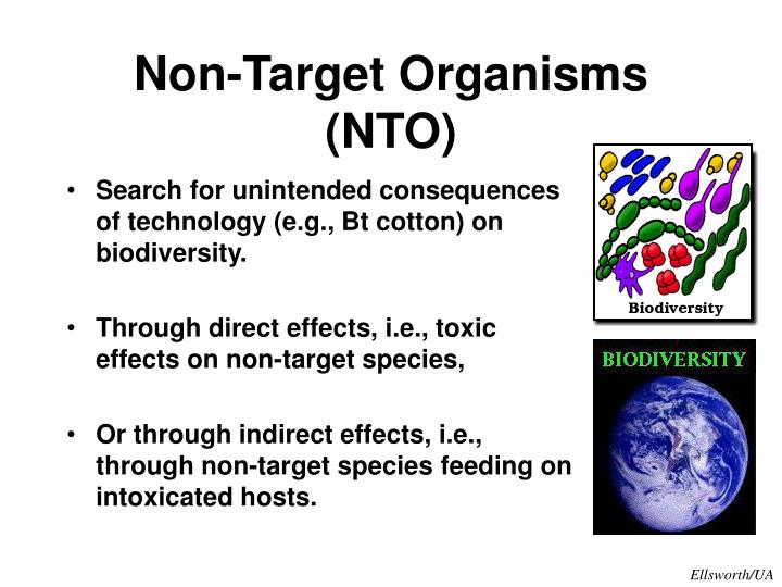 PPT - Impact of GMO’s on Non-Target Organisms PowerPoint Presentation ...