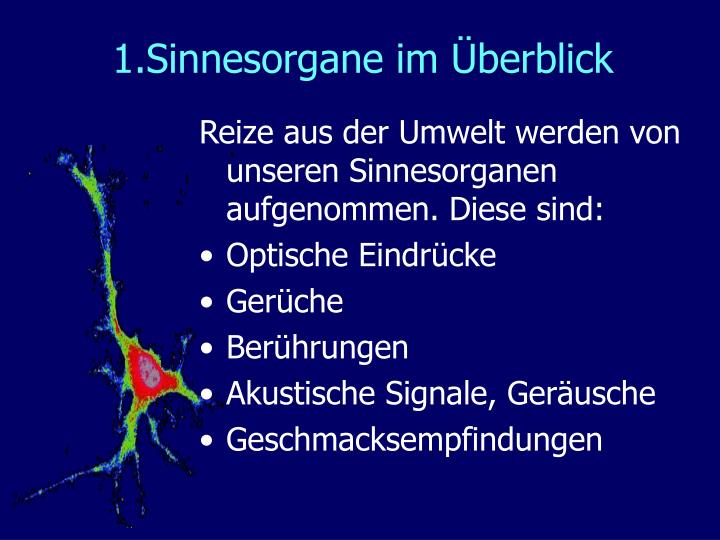 PPT - Nerven und Sinne des Menschen PowerPoint Presentation - ID:321595