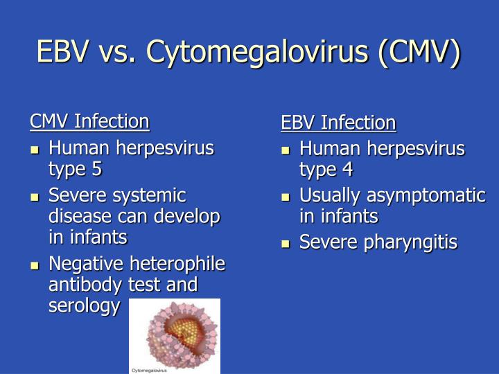 PPT - Epstein-Barr Virus (EBV) Erika Guevara, Elly Nagata and Bin Yang ...