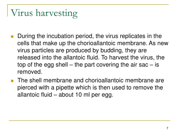 PPT - Virus Isolation in Animals and Chick Embryos PowerPoint ...